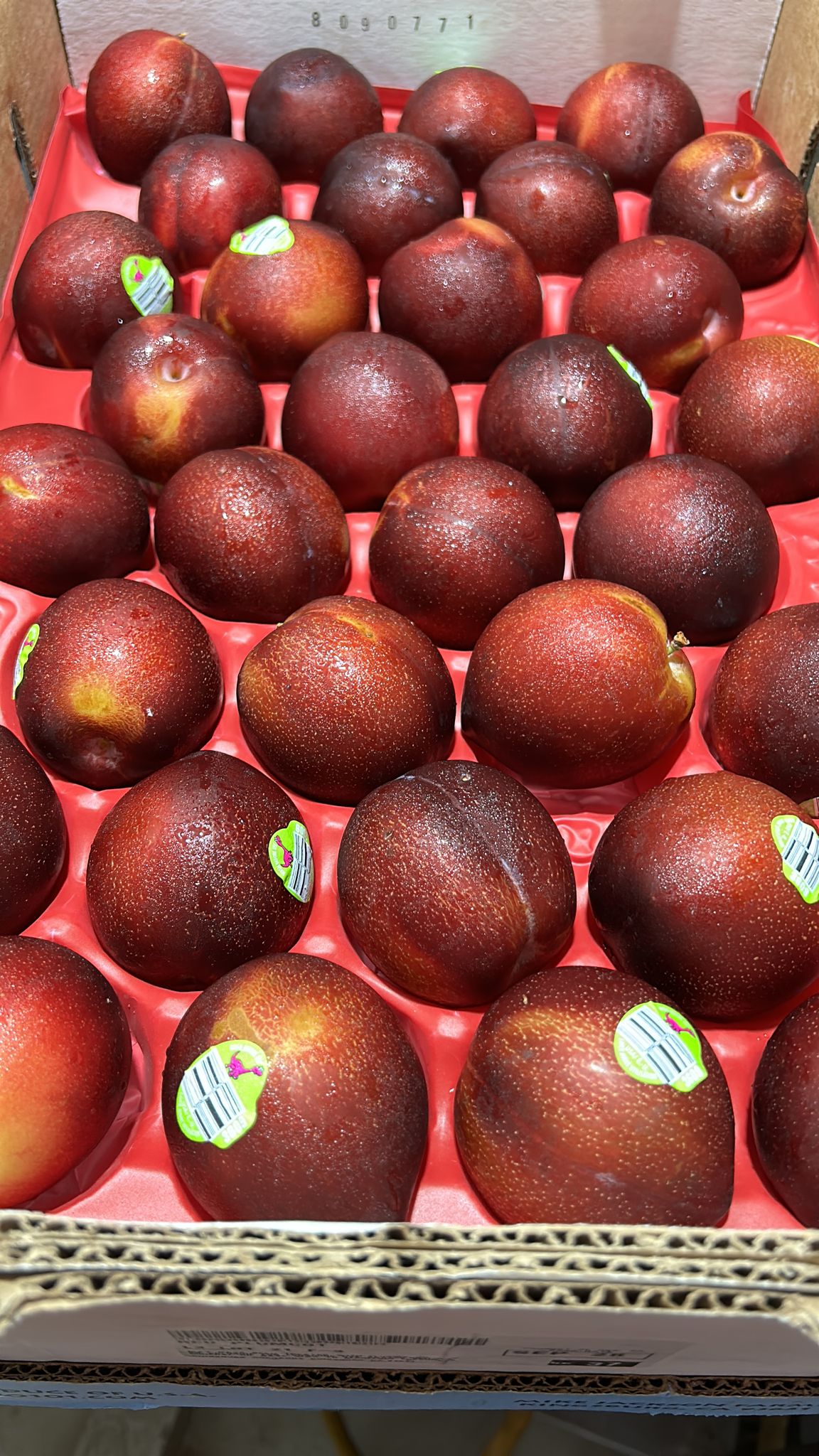 USA Red Plumcots (Set of 4) | YOLOFRUITS