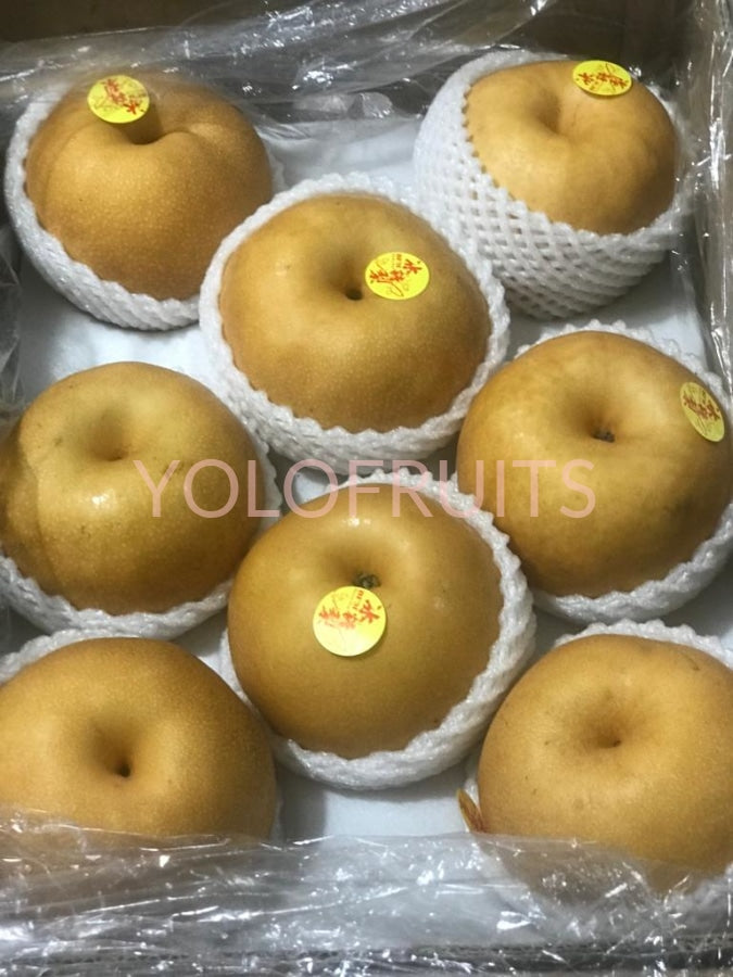China Asian Pears / Rock Sugar Pear 冰糖梨 XL (Set of 2) | YOLOFRUITS