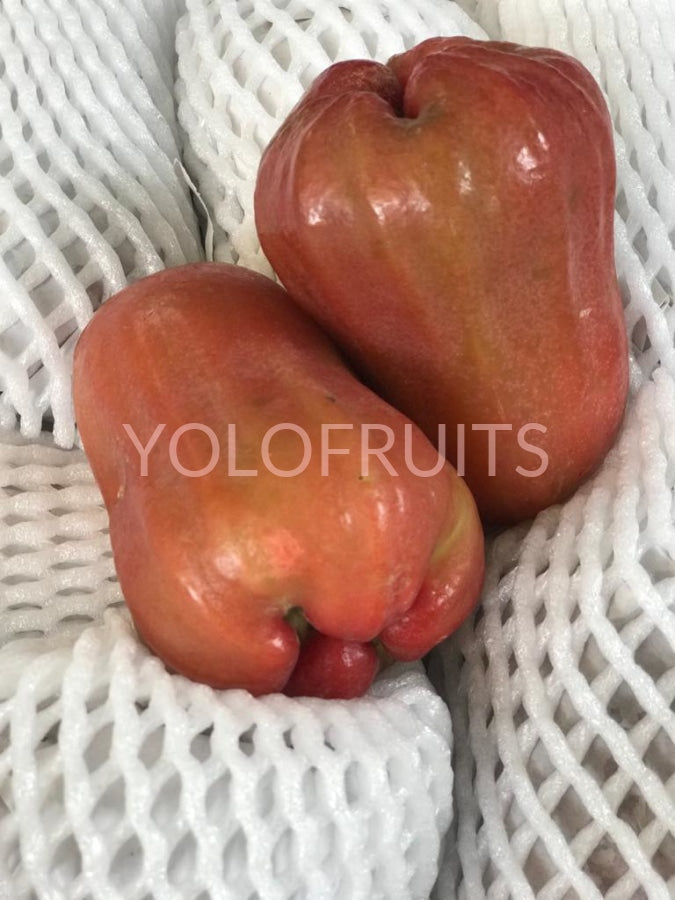 Thailand Jambu Large (Set of 5) | YOLOFRUITS