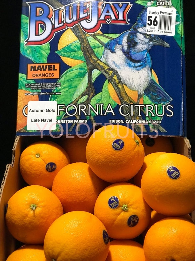 USA Blue Jay Premium Oranges Jumbo (Set of 5) | YOLOFRUITS