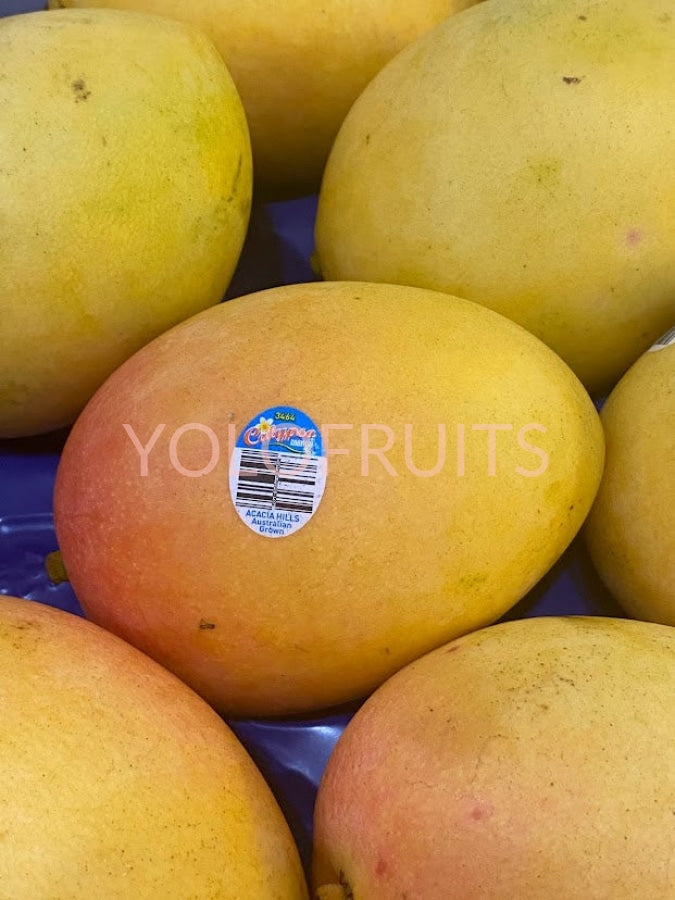 Australia Calypso Mango Large Per pcs | YOLOFRUITS