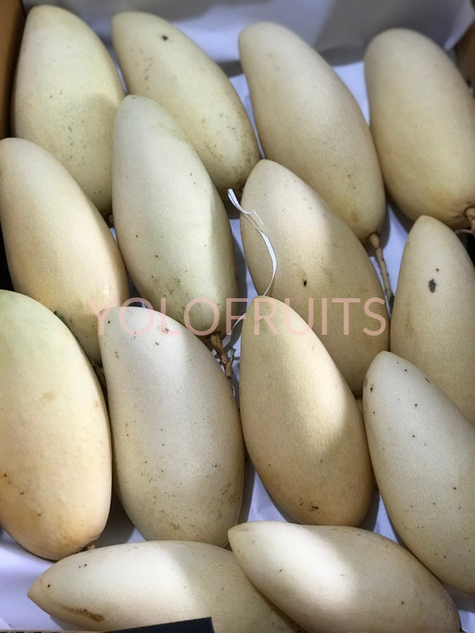 Thailand Honey Mango Medium (Set of 3) | YOLOFRUITS
